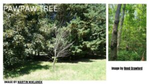 Pawpaw Tree and Native American Tribes: Honored and Used for 1000 Years