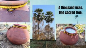 Palmyra Palm:The Vanishing 10k-Yr-Old Sacred Forest Wonder