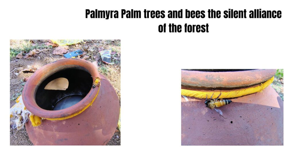 Palmyra Palm:The Vanishing 10k-Yr-Old Sacred Forest Wonder